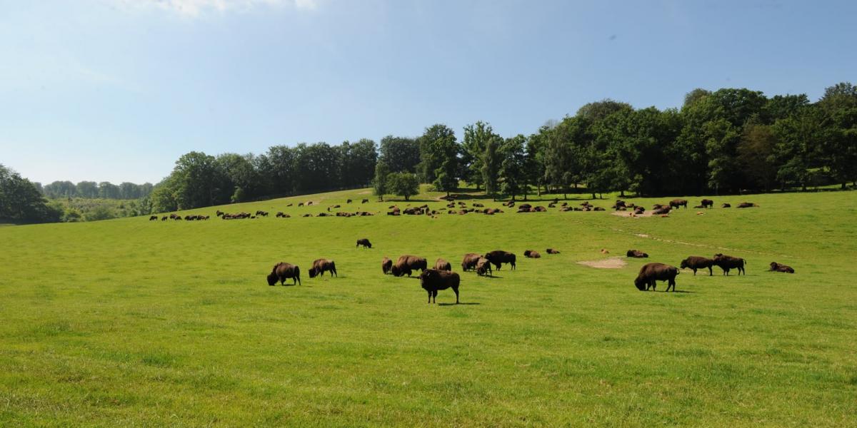Rêve de Bisons, parc canadien | Office de Tourisme Terroir de Caux ...