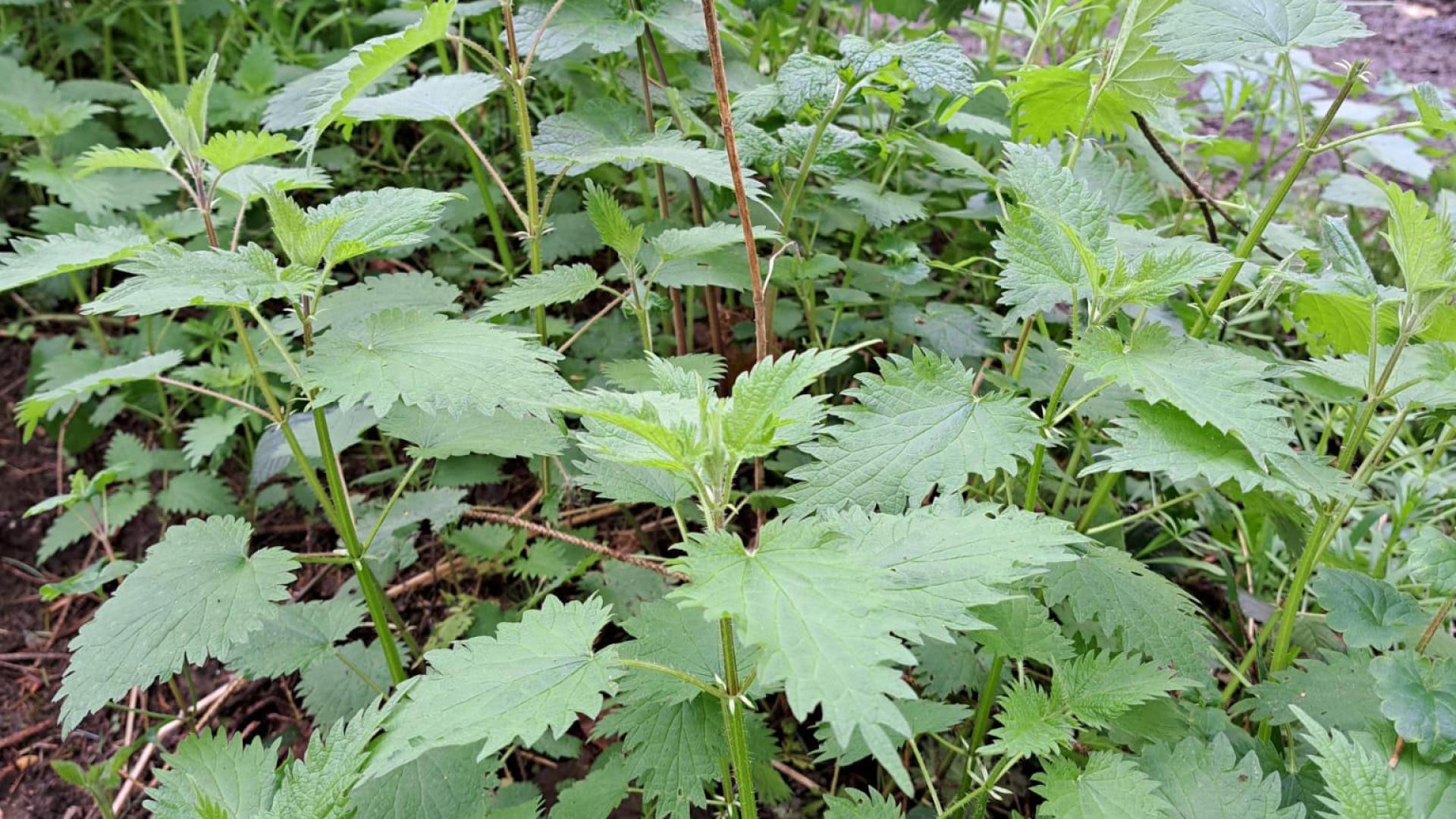 J’ai testé pour vous… les bienfaits de l’ortie ! | Office de Tourisme ...